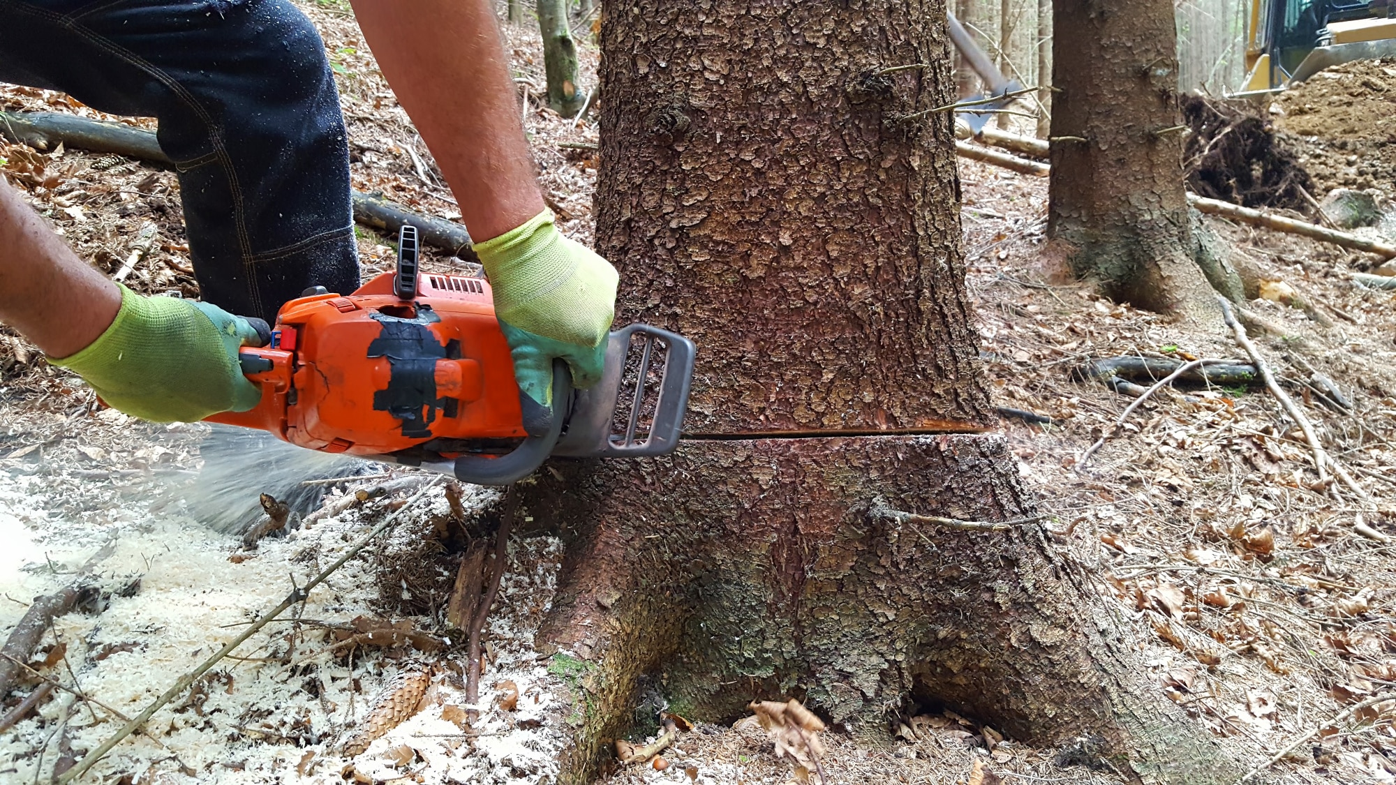 Life's Unwanted Trees: Identifying Personal Weeds